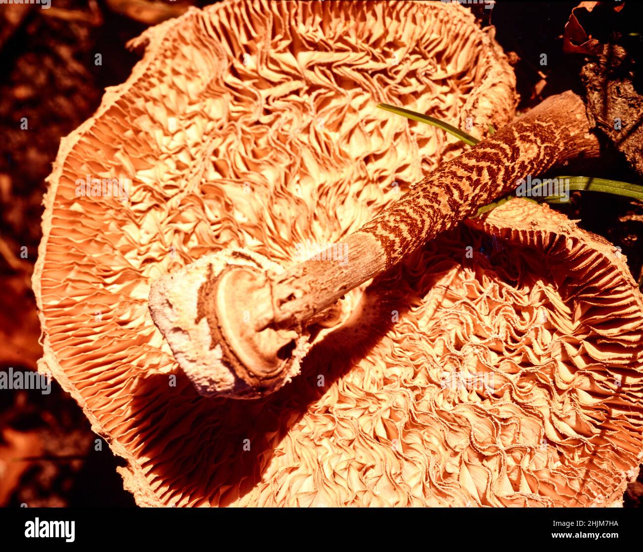 Choas, abstract patterns and textures in nature and the environment ...