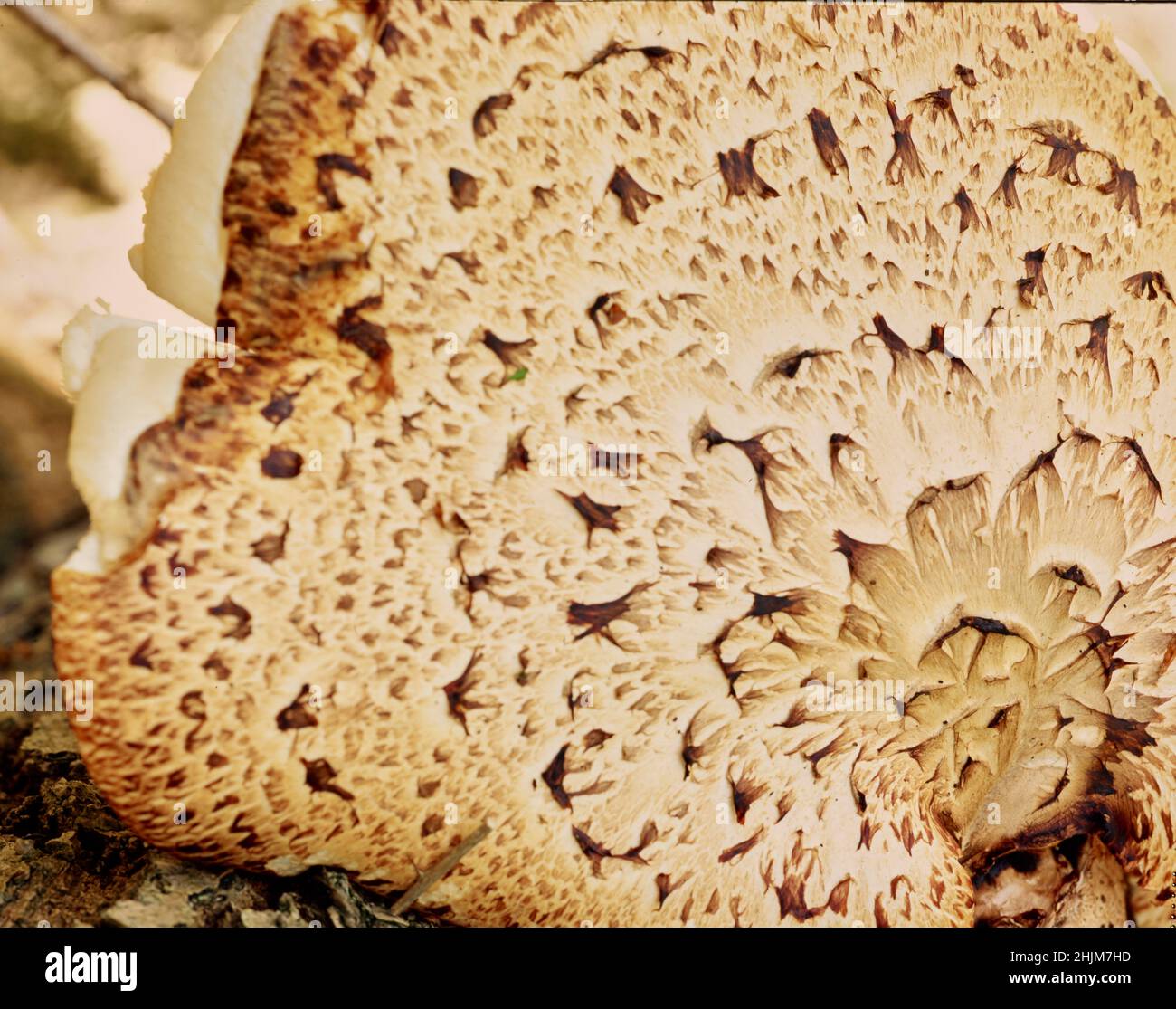 Choas, abstract patterns and textures in nature and the environment ...