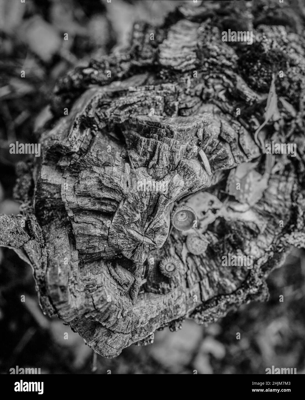 Choas, abstract patterns and textures in nature and the environment ...