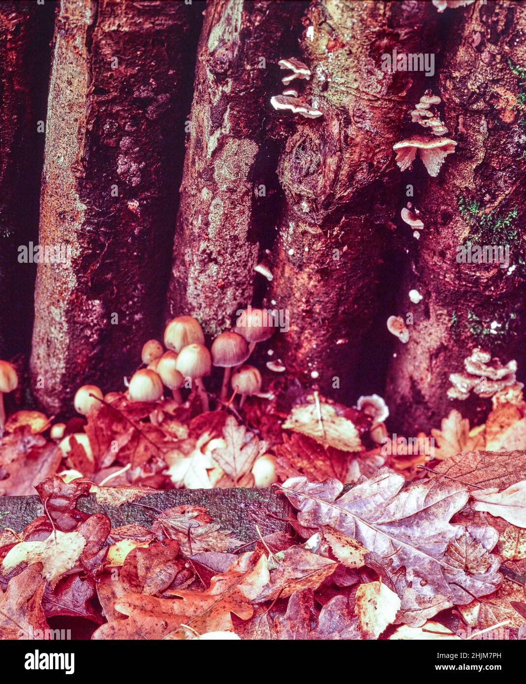 Choas, abstract patterns and textures in nature and the environment ...