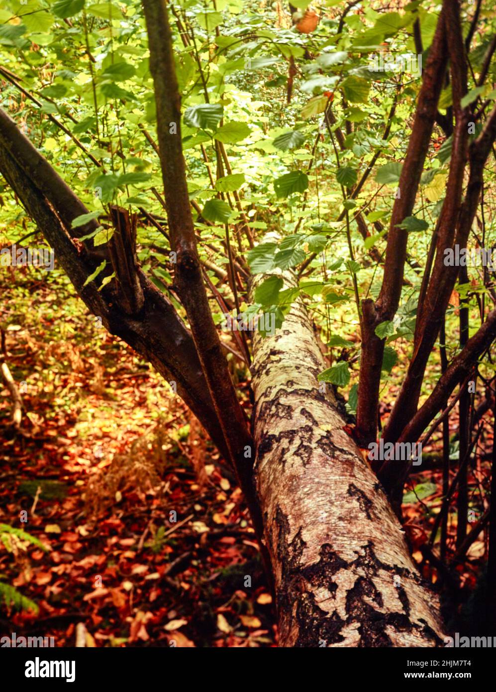 Patterns and textures in nature, intimate landscape of tree patterns ...