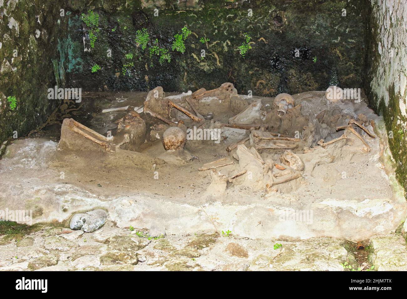 Remains of human skeletons victims of the eruption of Vesuvius that ...
