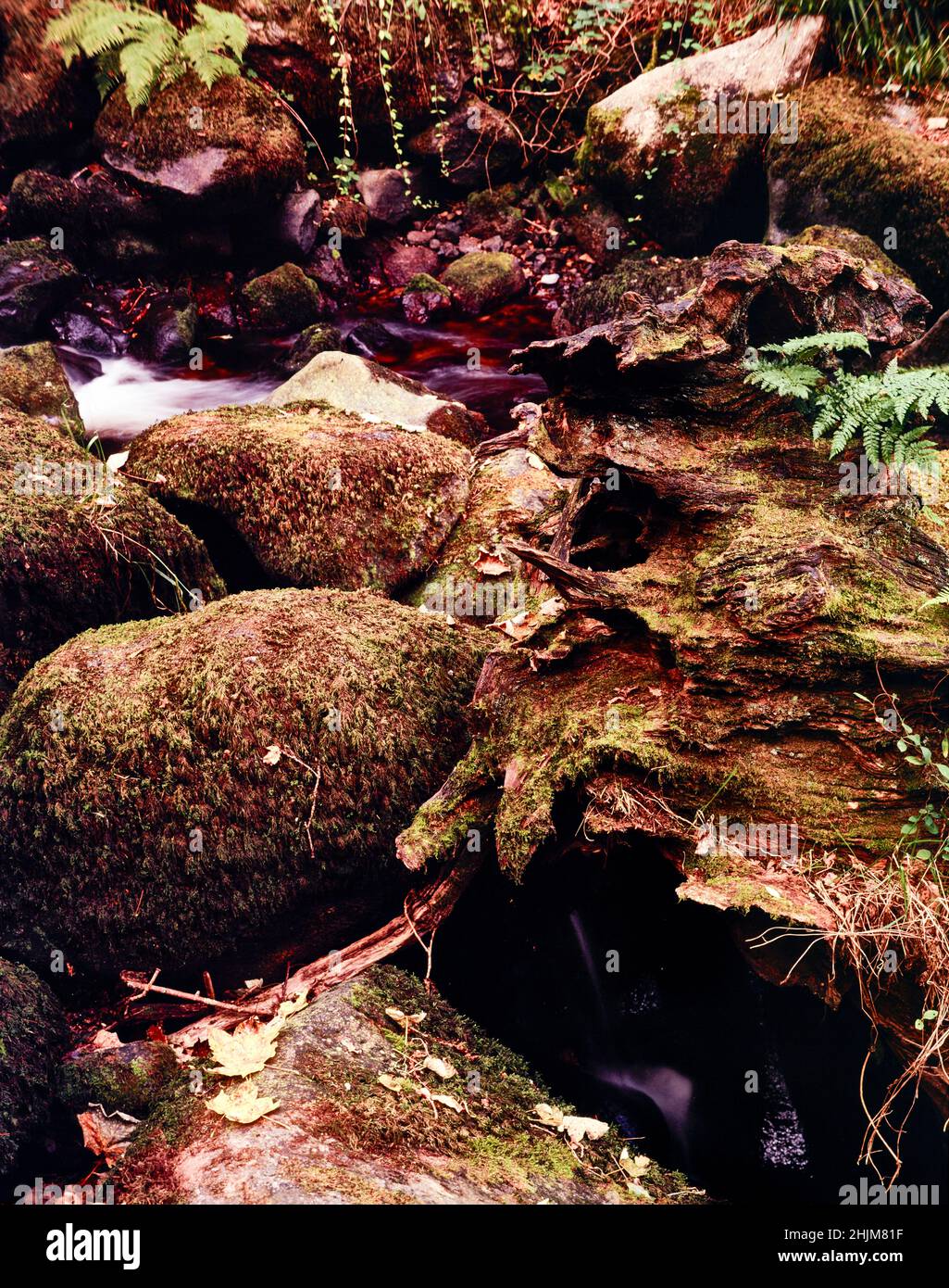 Superb Becky Falls, Water rushing through ancient woodland, natural ...
