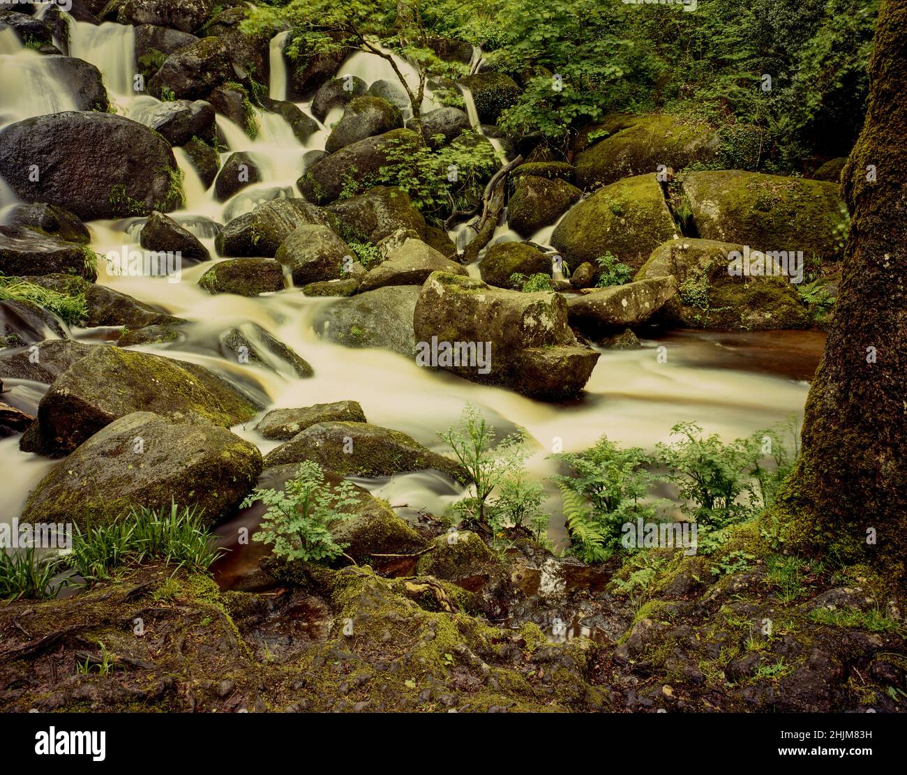 Superb Becky Falls, Water rushing through ancient woodland, natural ...