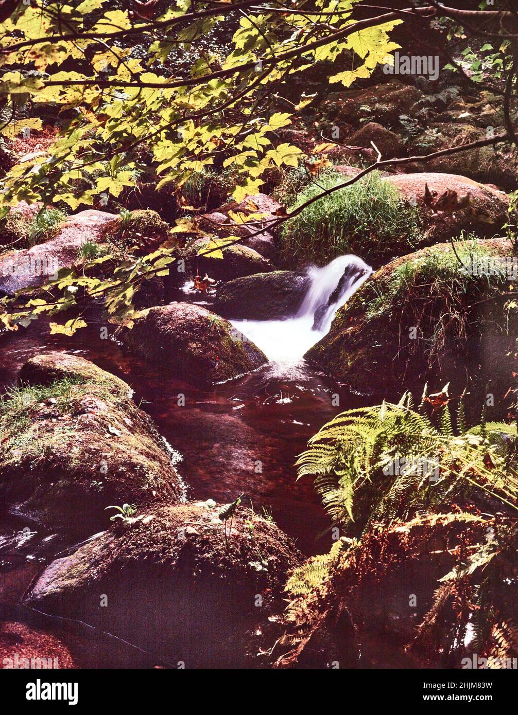 Superb Becky Falls, Water rushing through ancient woodland, natural ...