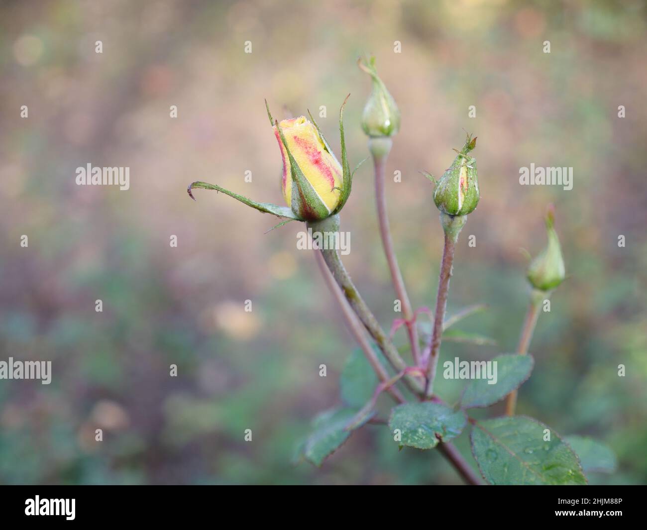 Rosebuds hi-res stock photography and images - Alamy