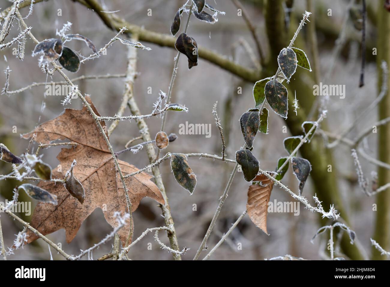 winter mood and colors Stock Photo - Alamy