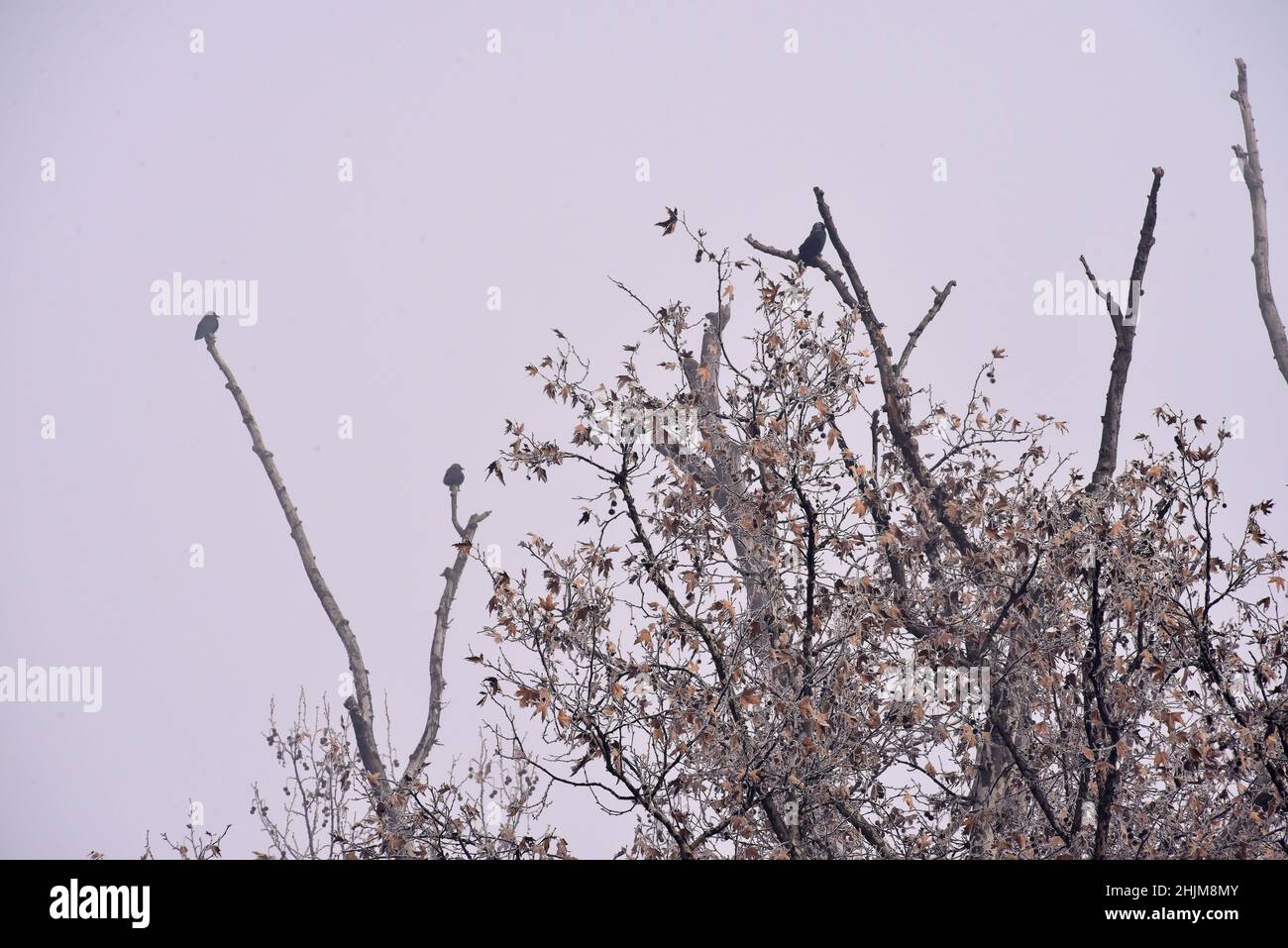 winter mood and colors Stock Photo - Alamy