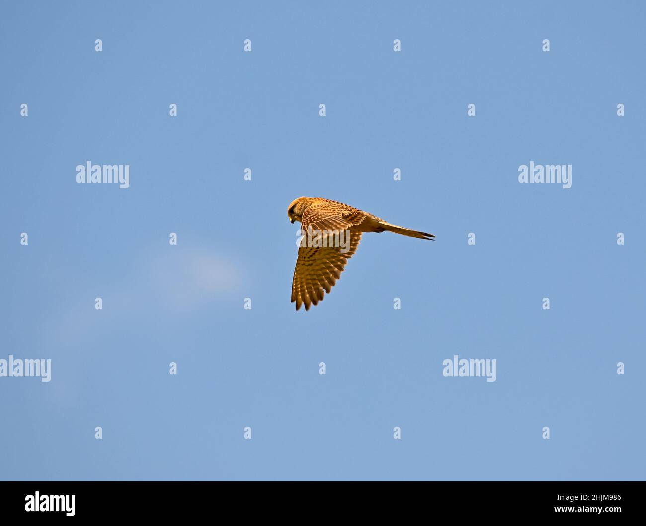 Common kestrel bird flying in a blue sky Stock Photo - Alamy