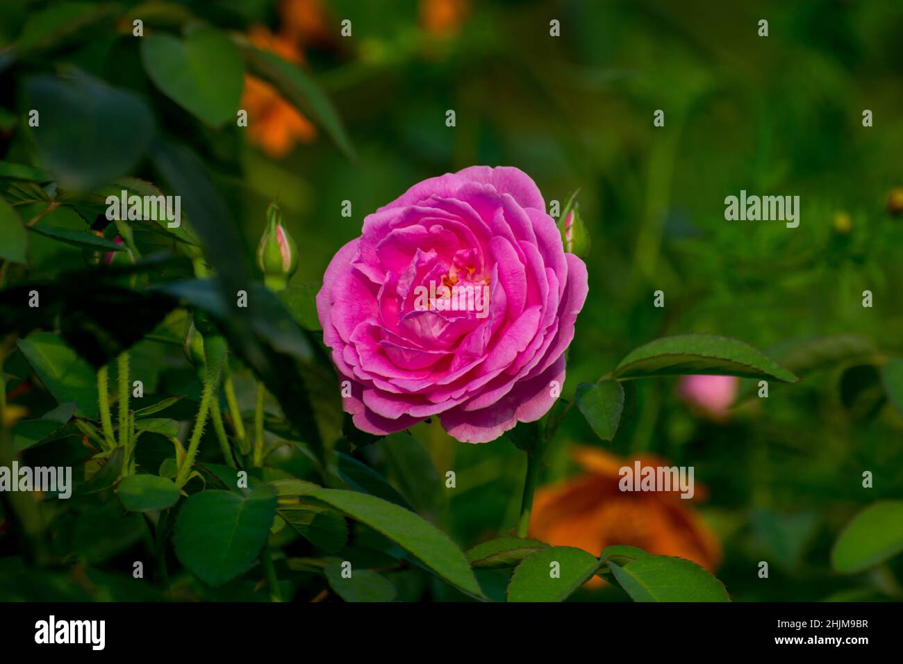 Selective focus shot of a pink rose blooming in the garden Stock Photo ...
