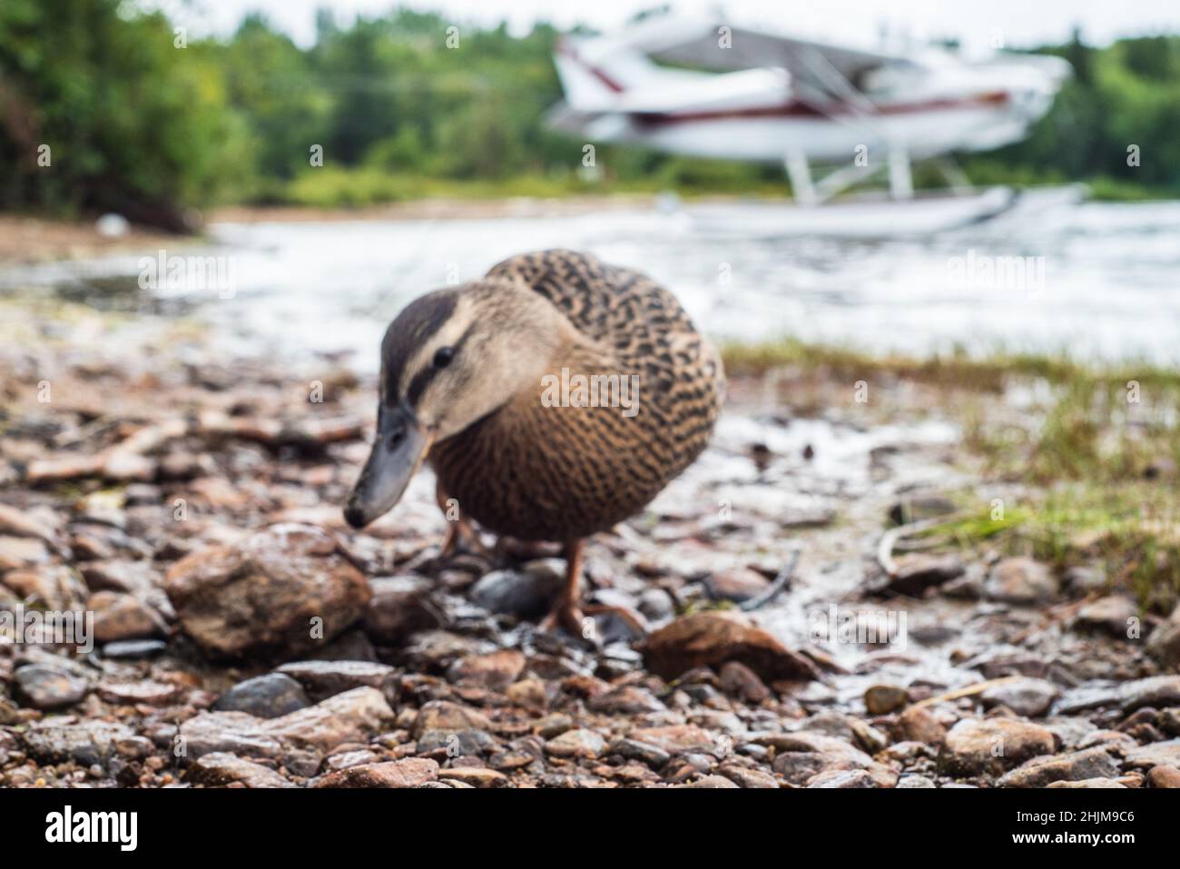 Closeup of a duck on the ground Stock Photo - Alamy