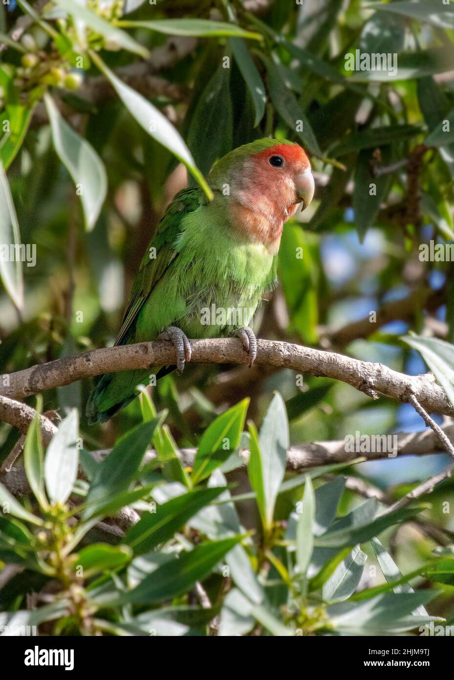 Rosy-faced Lovebird, Namibia Stock Photo - Alamy