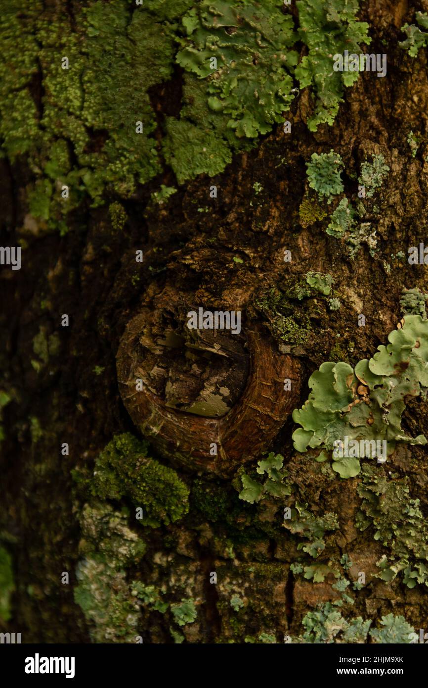 Brazil timber hi-res stock photography and images - Alamy