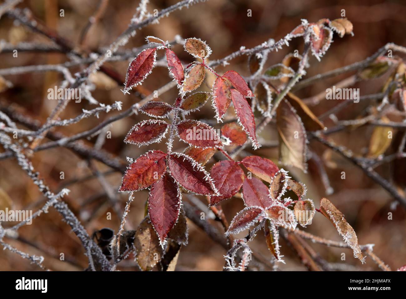 winter mood and colors Stock Photo - Alamy