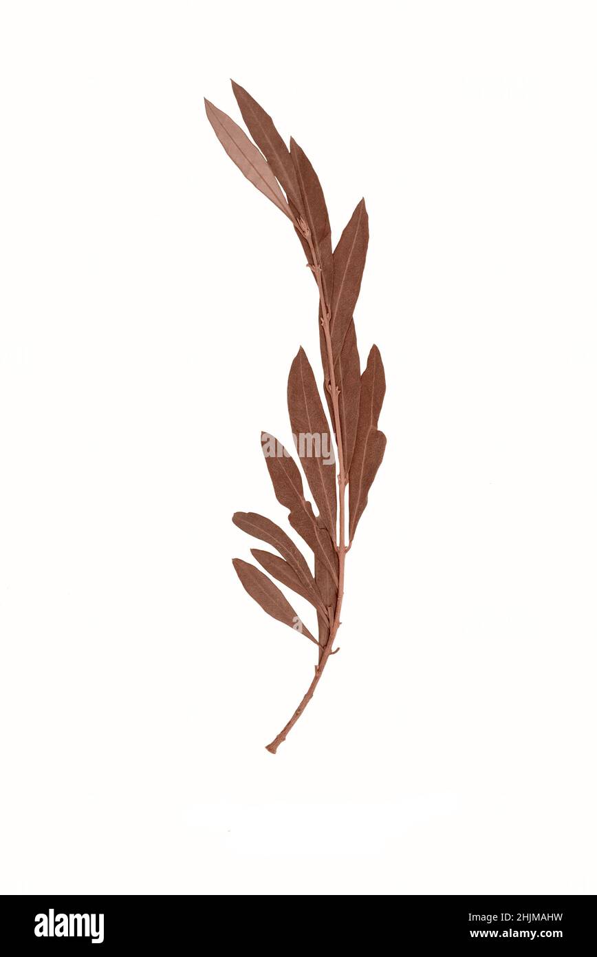 Herbarium dry branch of an olive tree isolated on white background ...