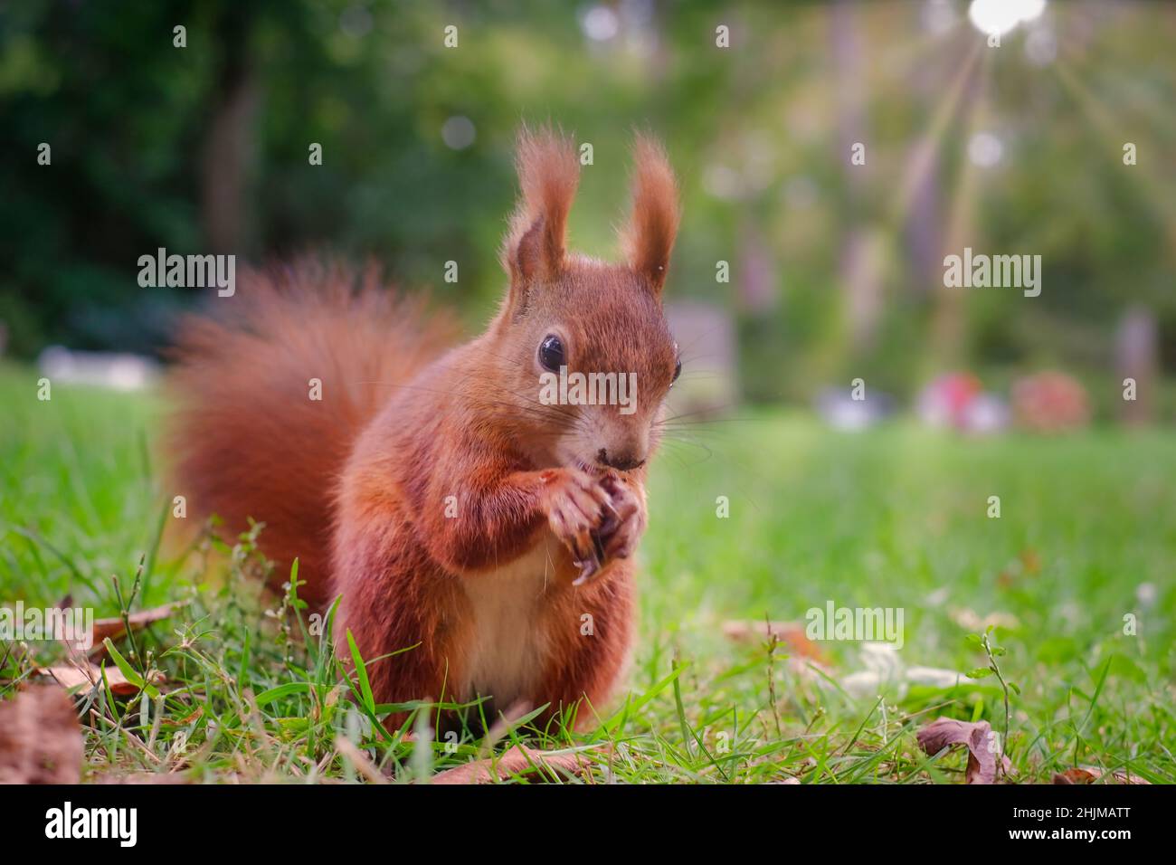 Red squirrel nibbling some nuts in fall, close-up Stock Photo - Alamy