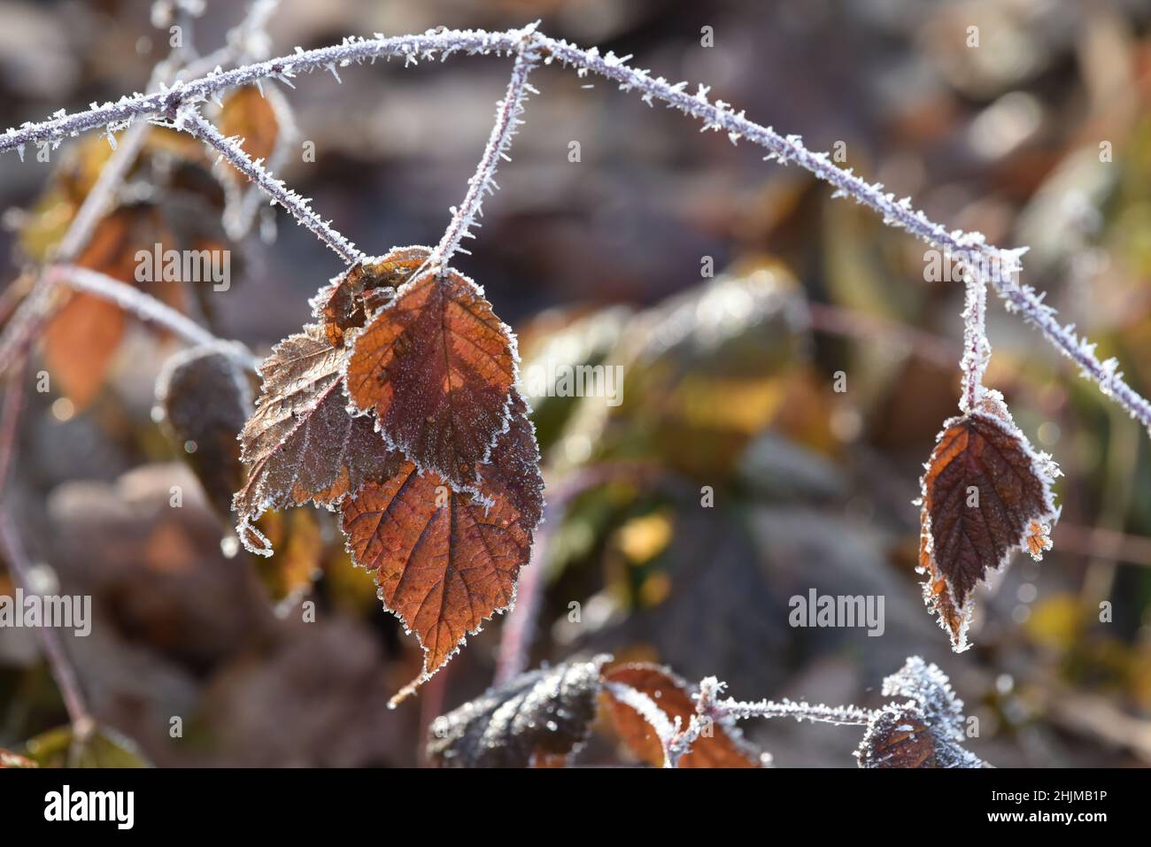 winter mood and colors Stock Photo - Alamy