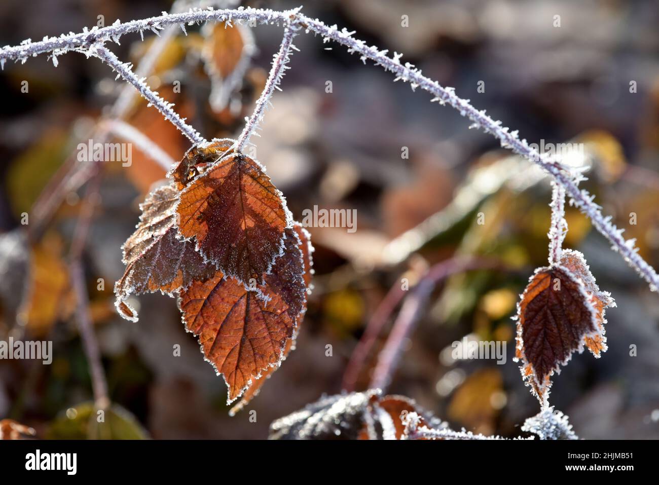 winter mood and colors Stock Photo - Alamy
