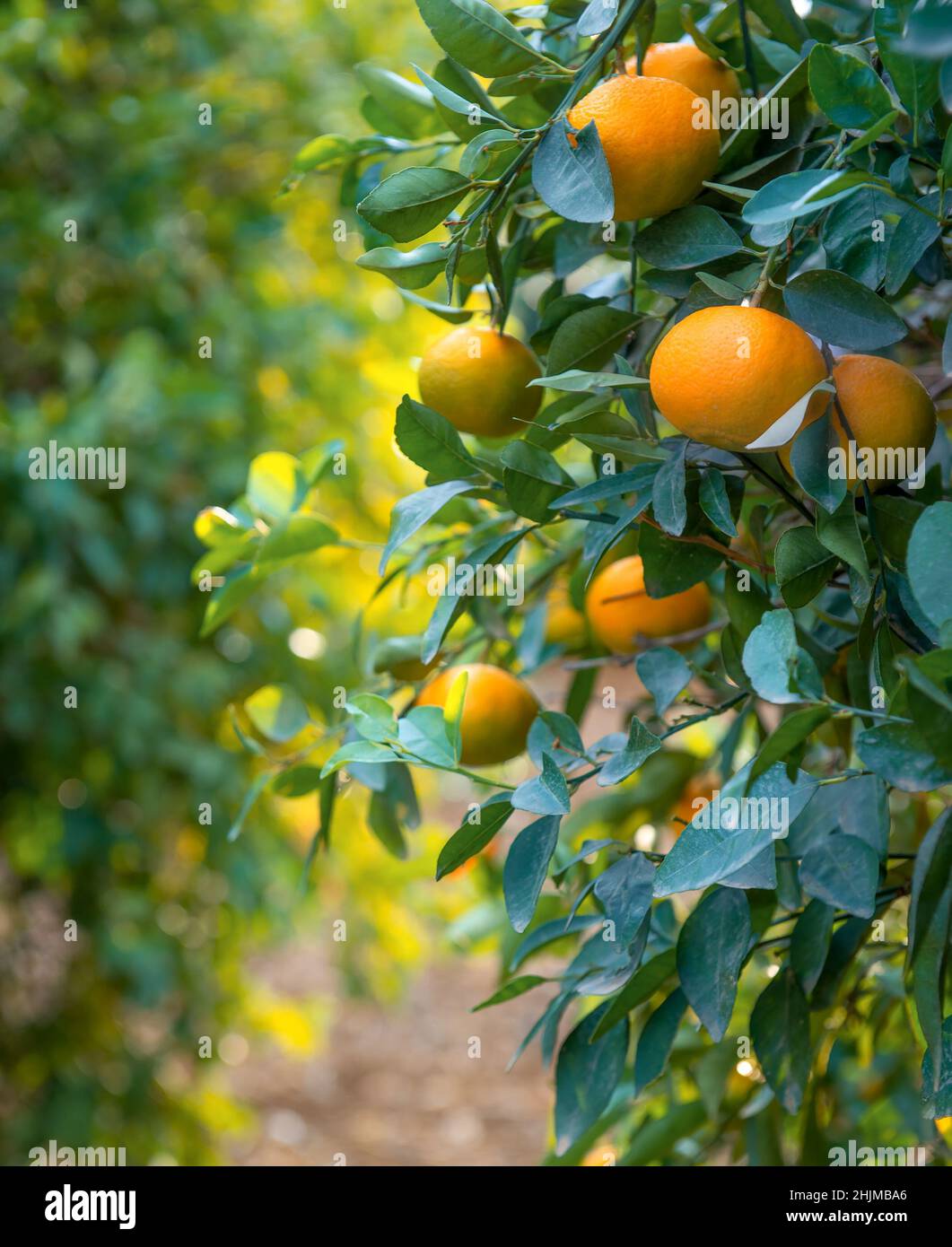 Ripe tangerine fruits on a tree branches, close up vertical shot in ...