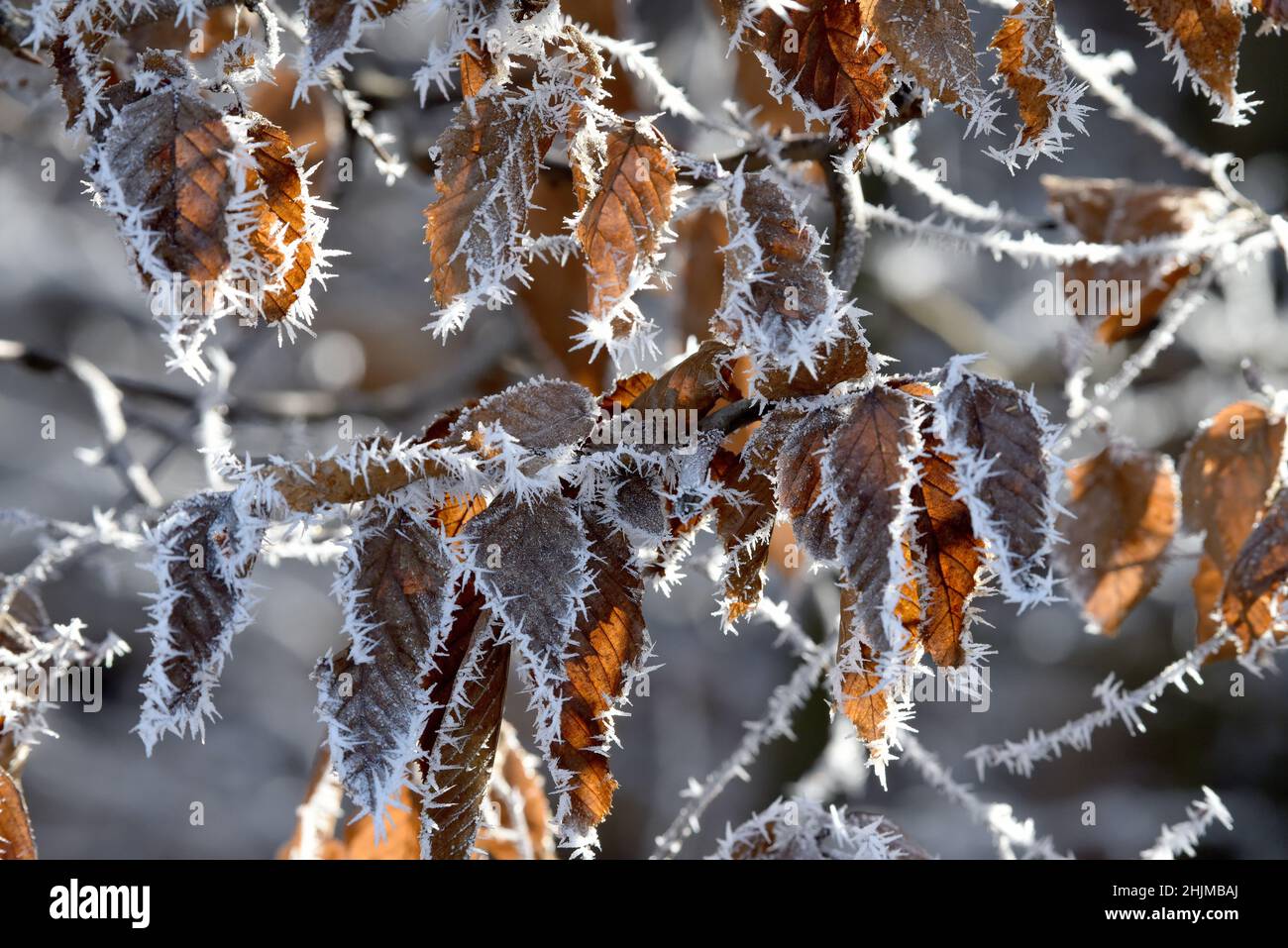 winter mood and colors Stock Photo - Alamy
