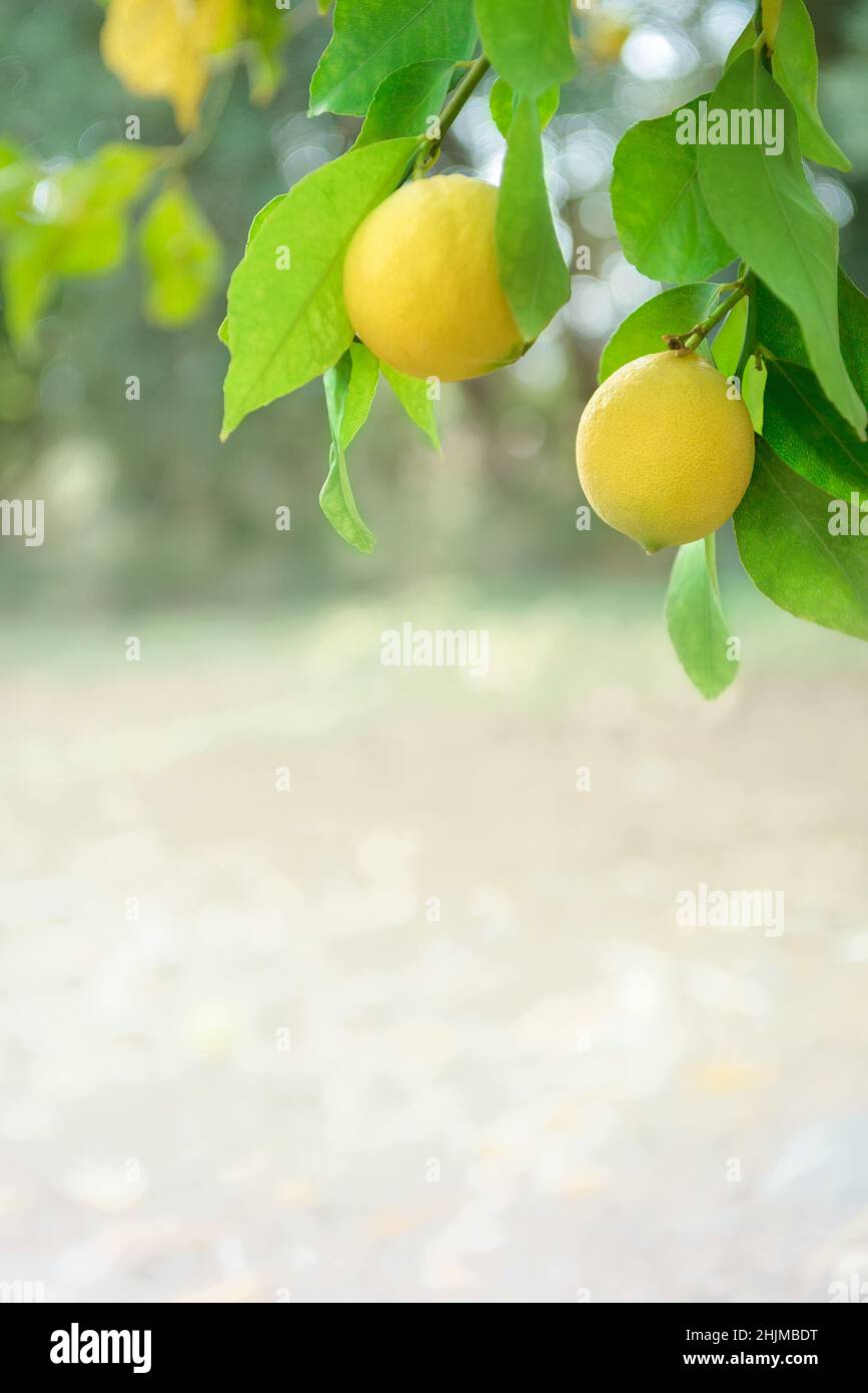 Lemon fruits growing on tree branches in citrus garden, vertical shot ...