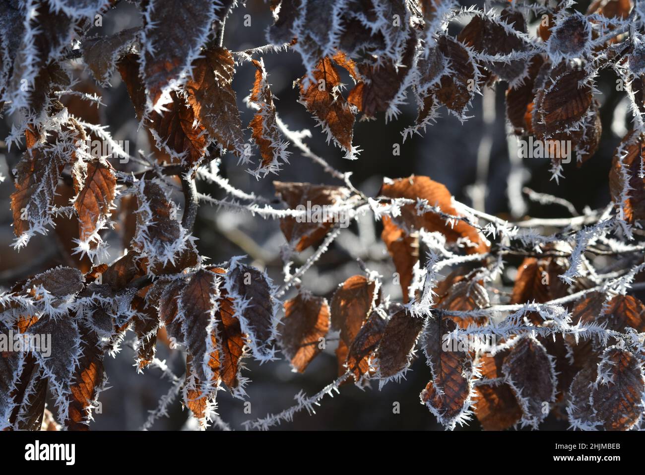 winter mood and colors Stock Photo - Alamy