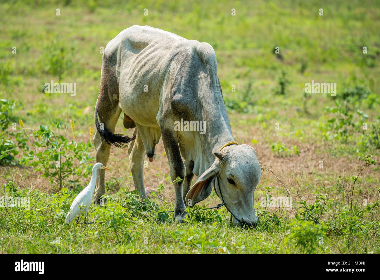 Cattle Egret and grazing Kho-Lan cow in the countryside of Prachuap ...