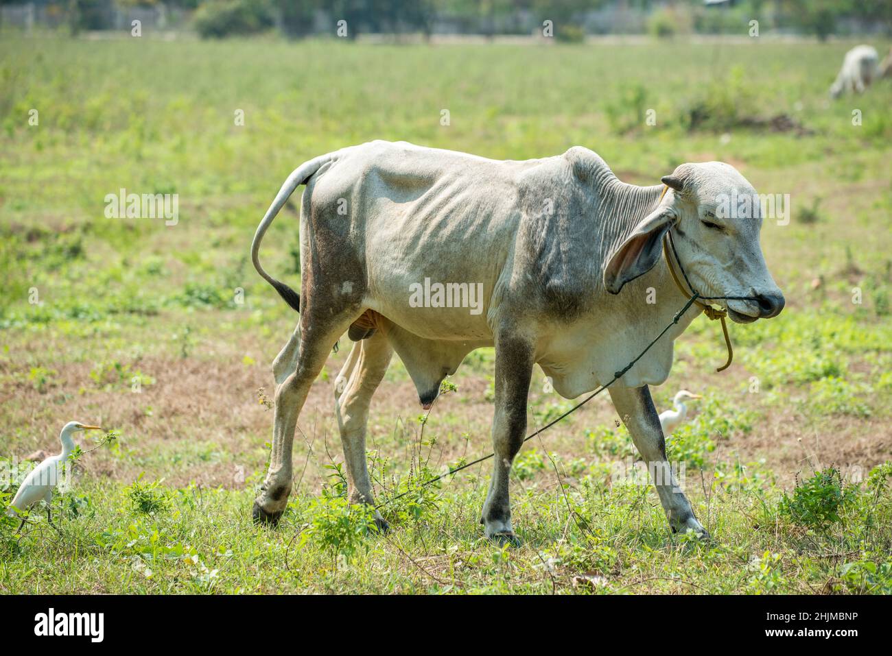 Cattle Egret and grazing Kho-Lan cow in the countryside of Prachuap ...