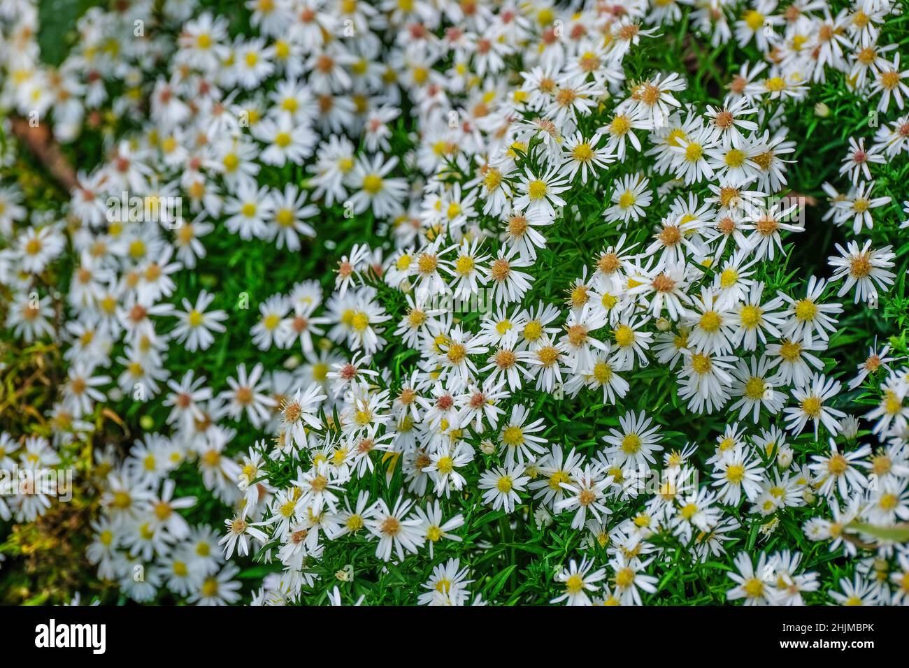 chamomille flowers in the wild Stock Photo - Alamy