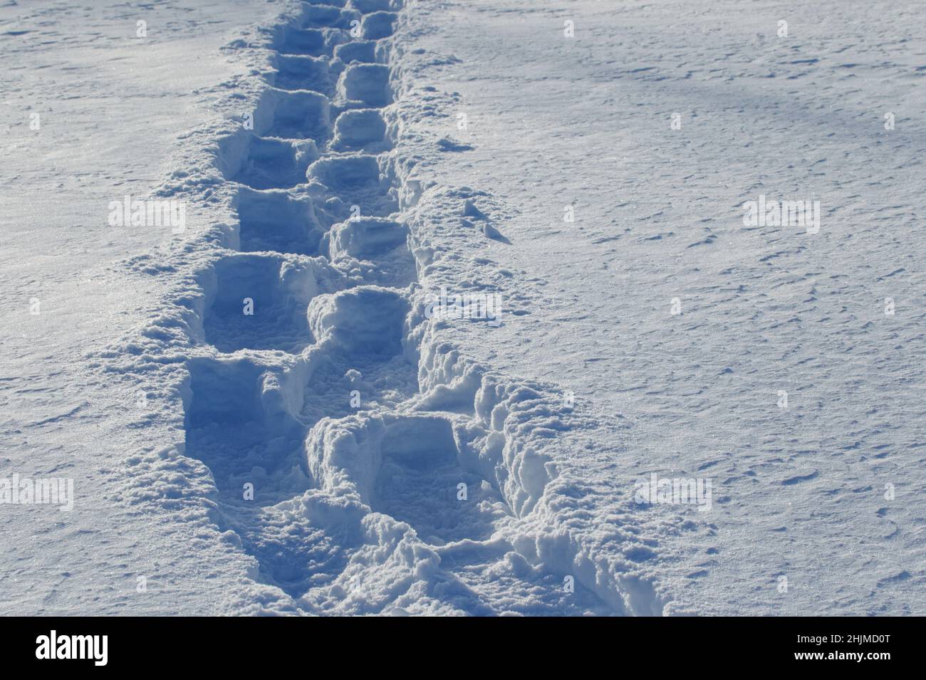 Fresh snowshoe tracks. Quebec,Canada Stock Photo - Alamy