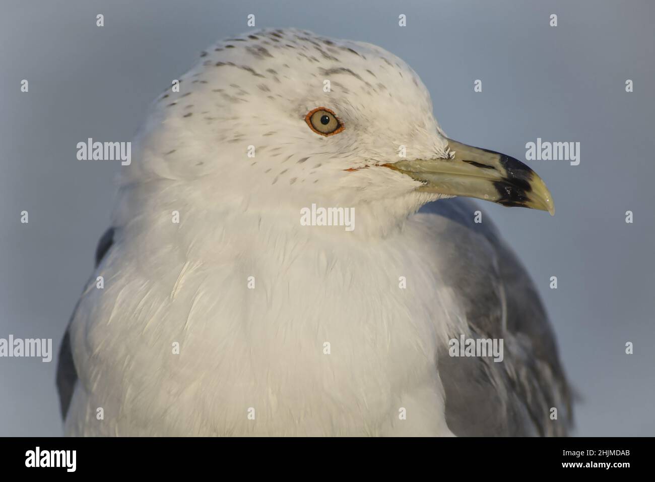 Macro shot of a seagull Stock Photo - Alamy