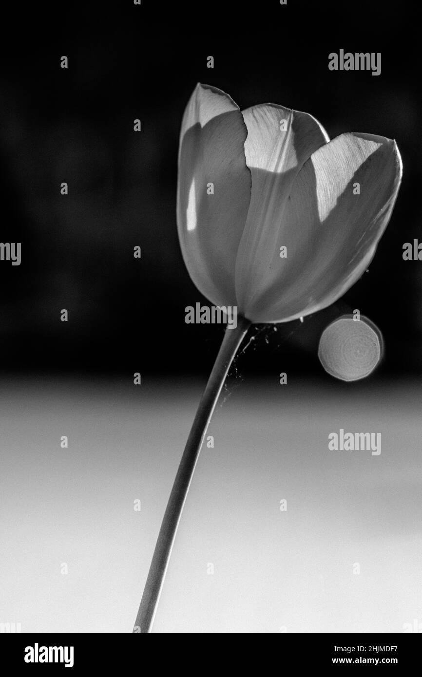 Vertical shot of a tulip in grayscale Stock Photo - Alamy