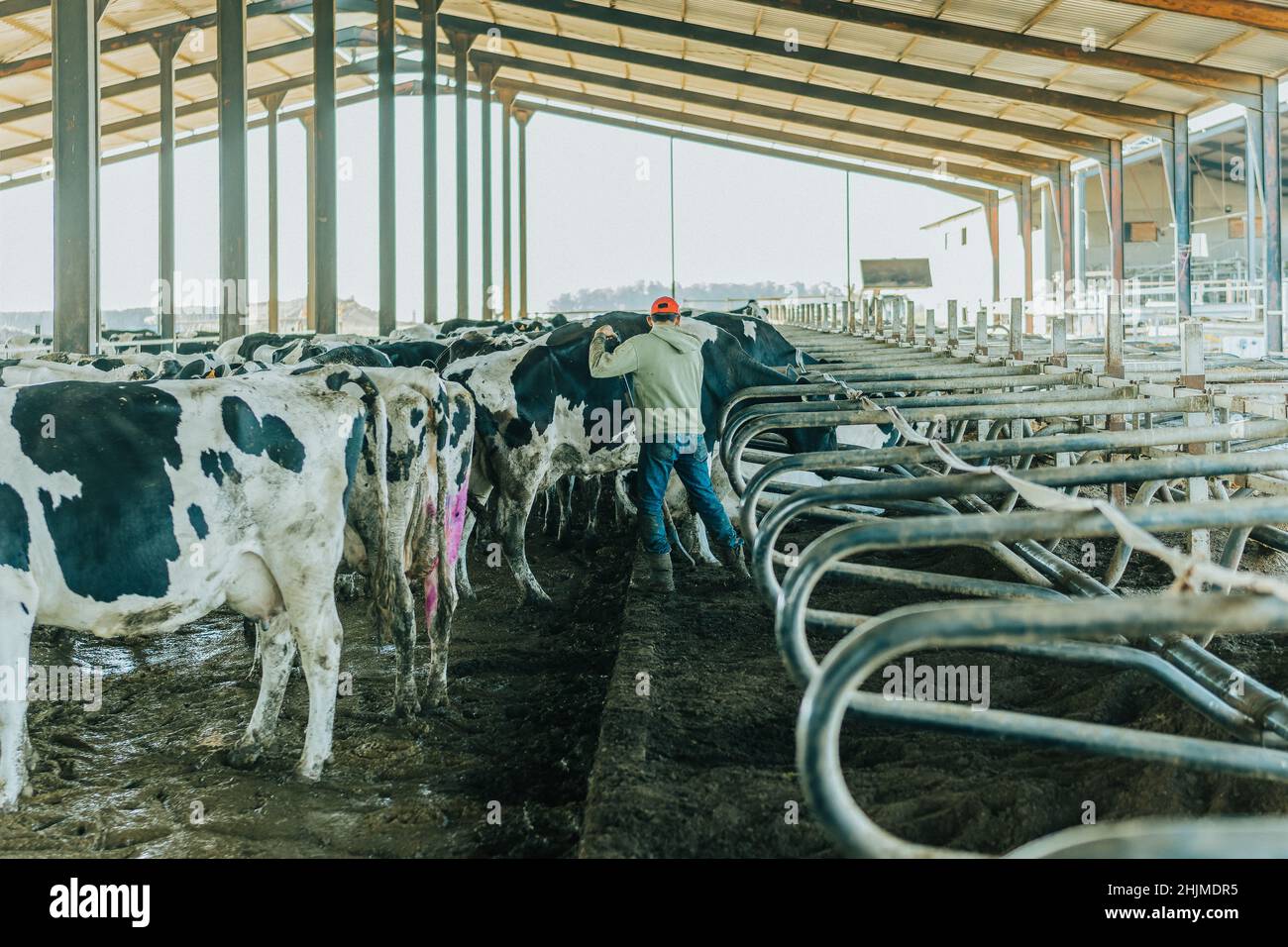 a man with his back turned fixes cows cubicles housing on a cattle farm ...
