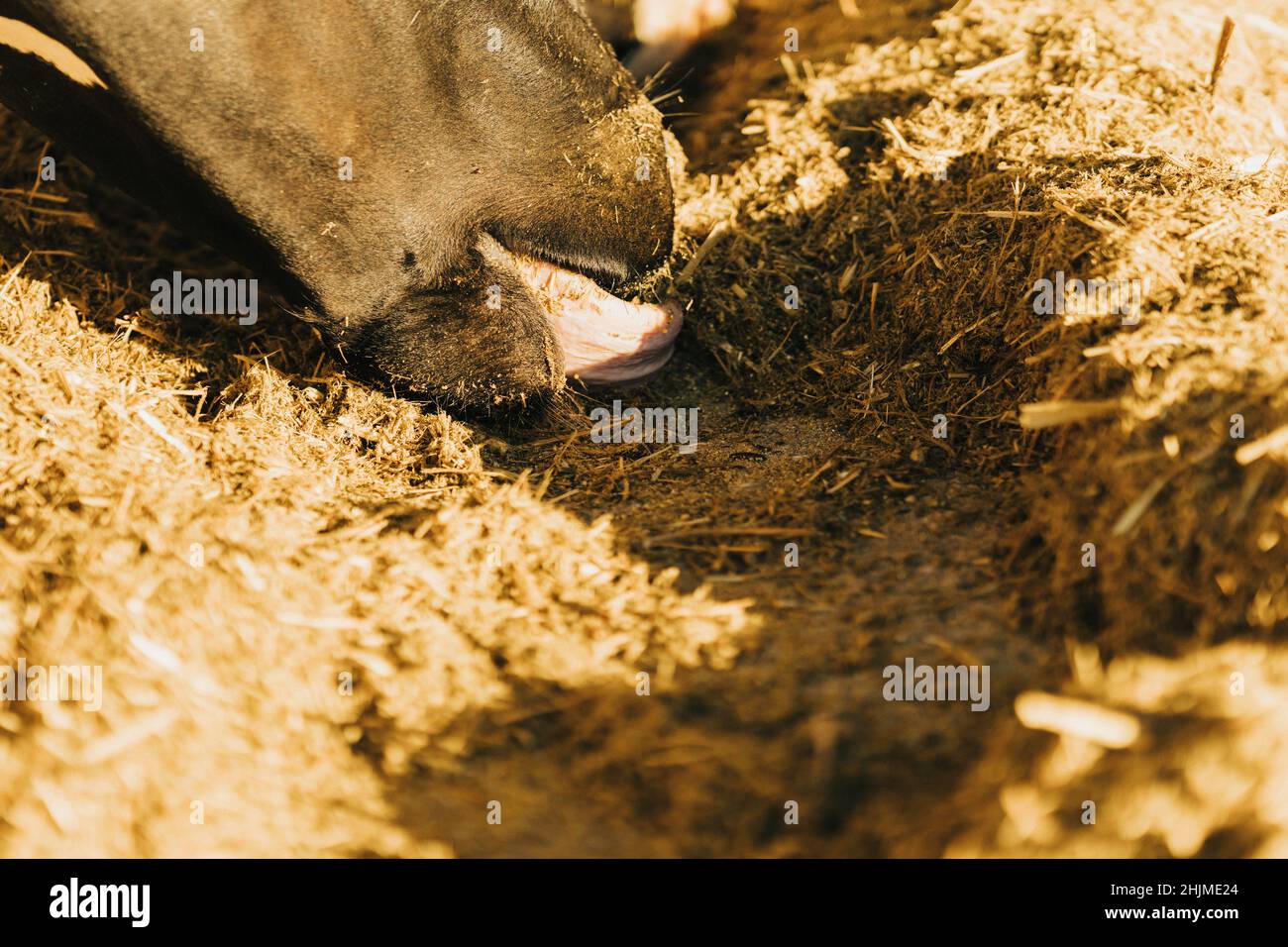 Cow tongue hi-res stock photography and images - Alamy