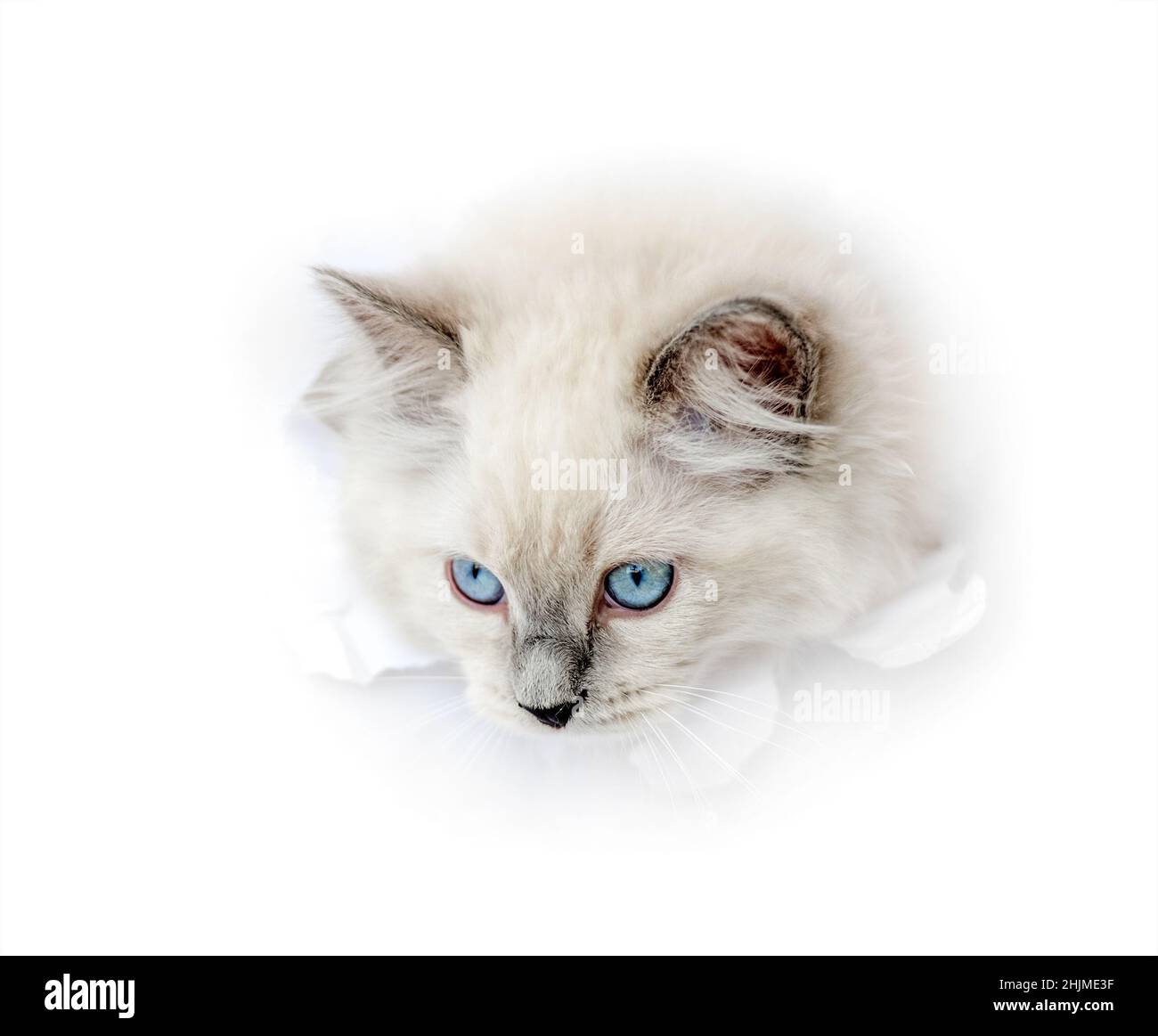 Studio portrait ragdoll cat Cut Out Stock Images & Pictures - Alamy