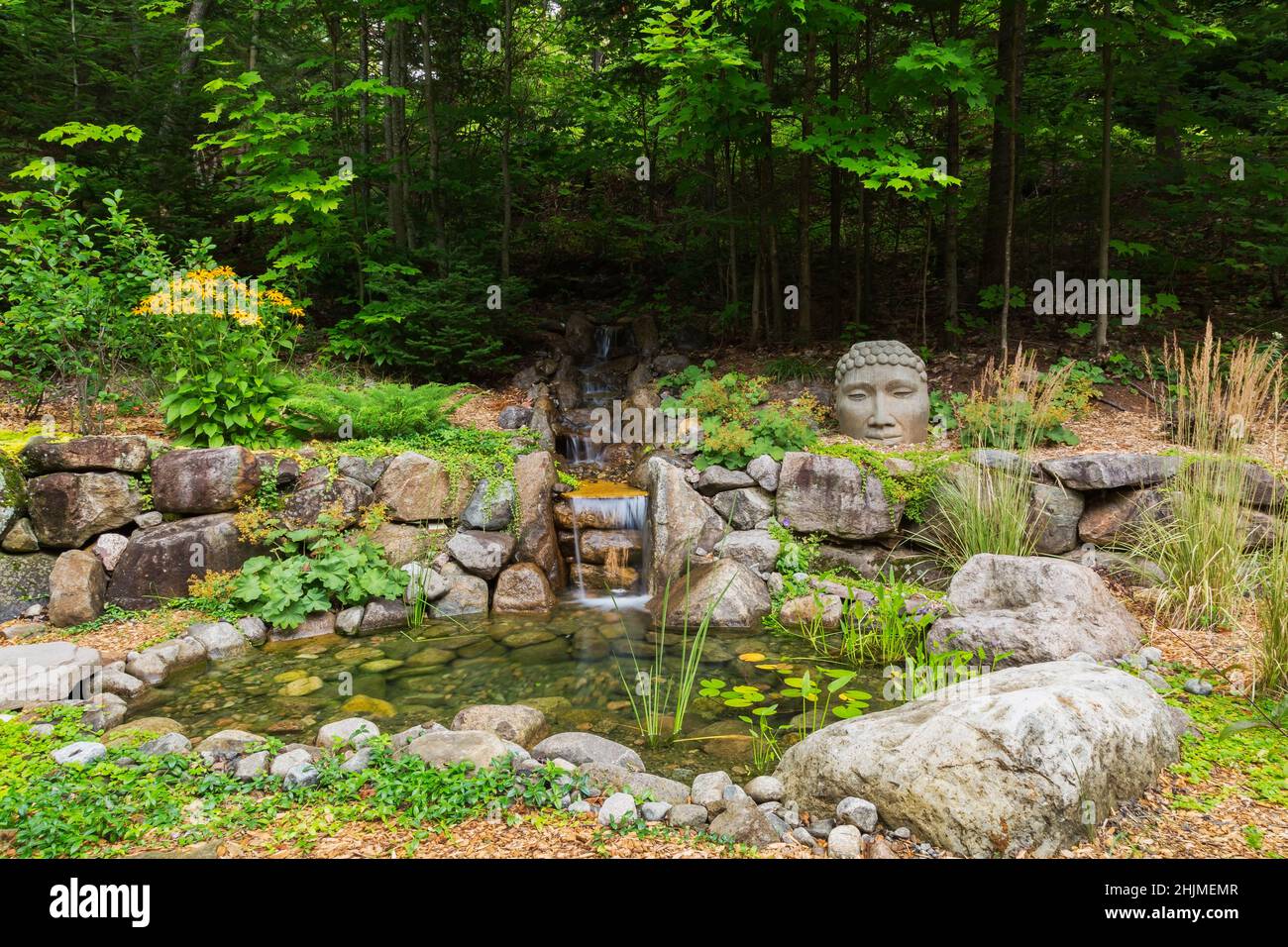 Pond with Acorus calamus ‘variegatus' - Variegated Sweet Flag ...
