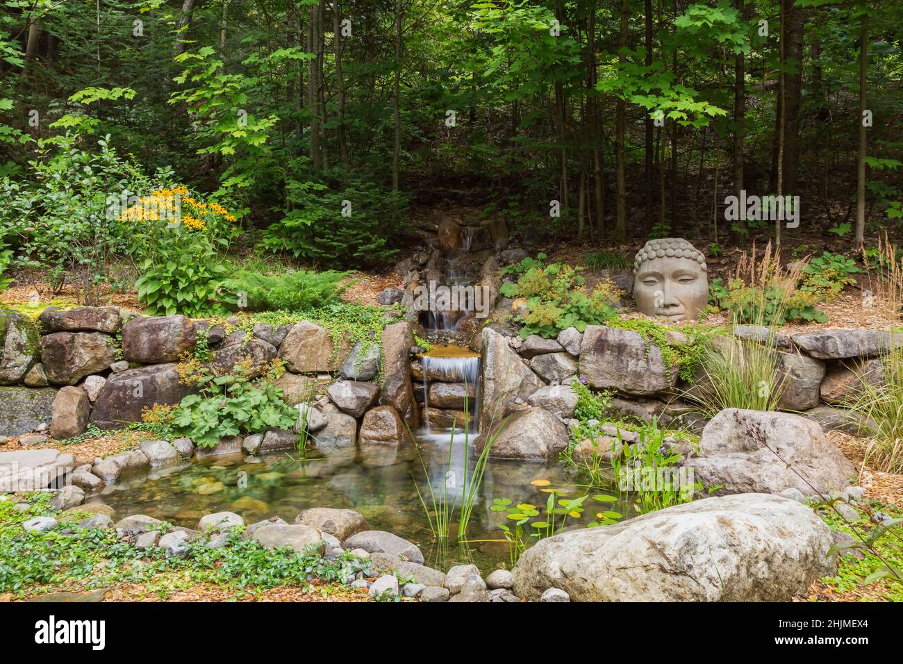 Pond with Acorus calamus ‘variegatus' - Variegated Sweet Flag ...
