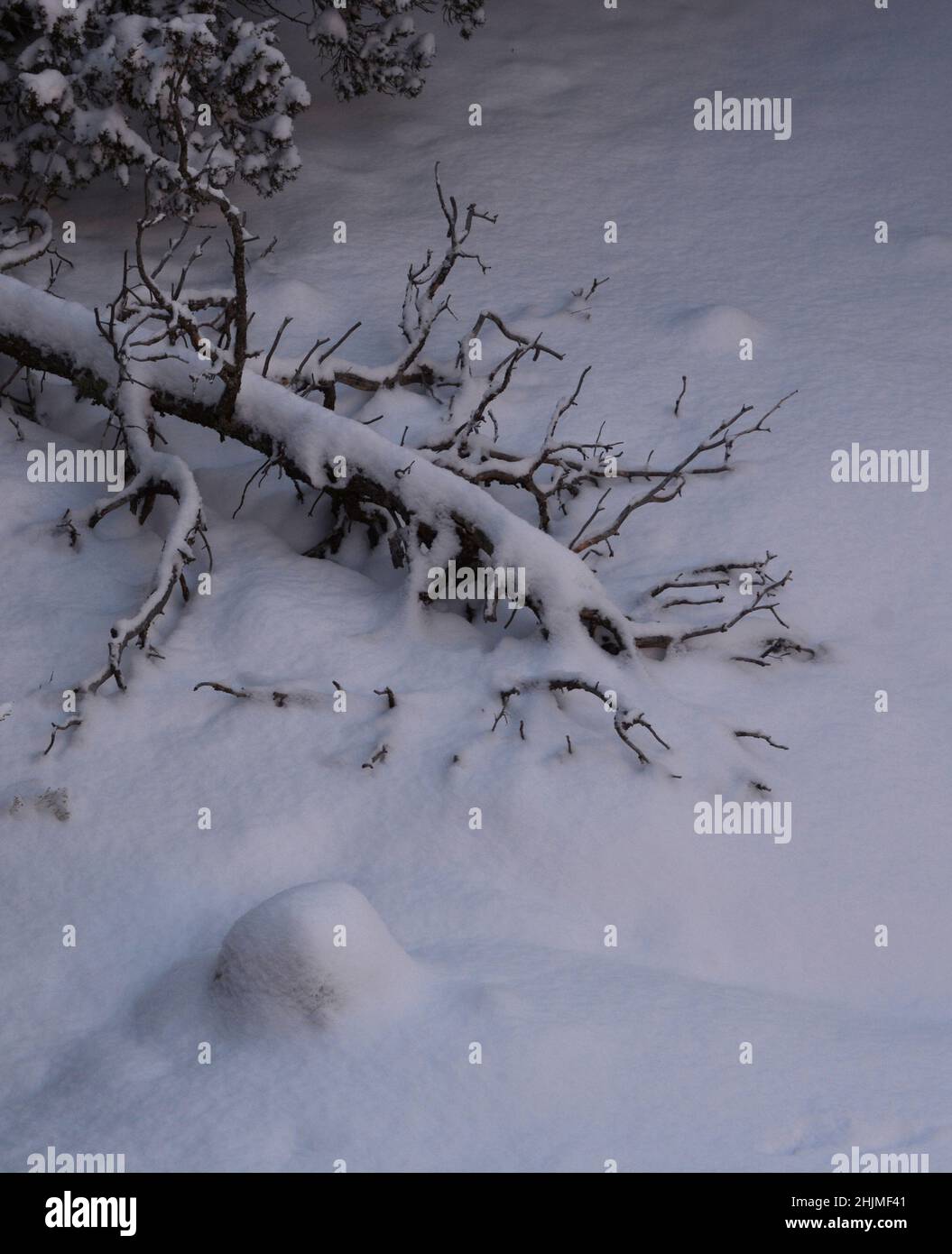 A dead, fallen pinon tree after a snowstorm in Santa Fe, New Mexico ...