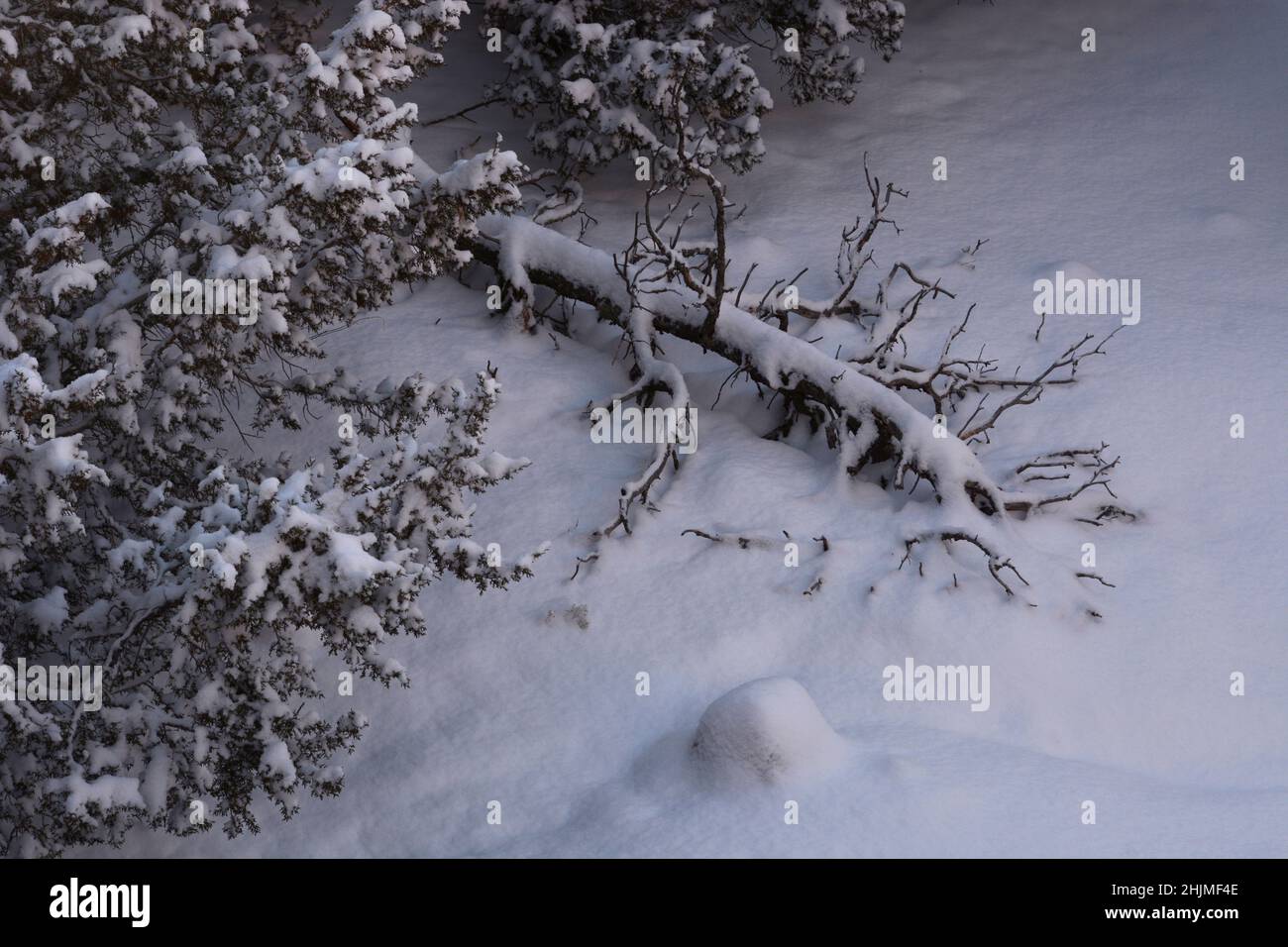 Pine tree life cycle hi-res stock photography and images - Alamy