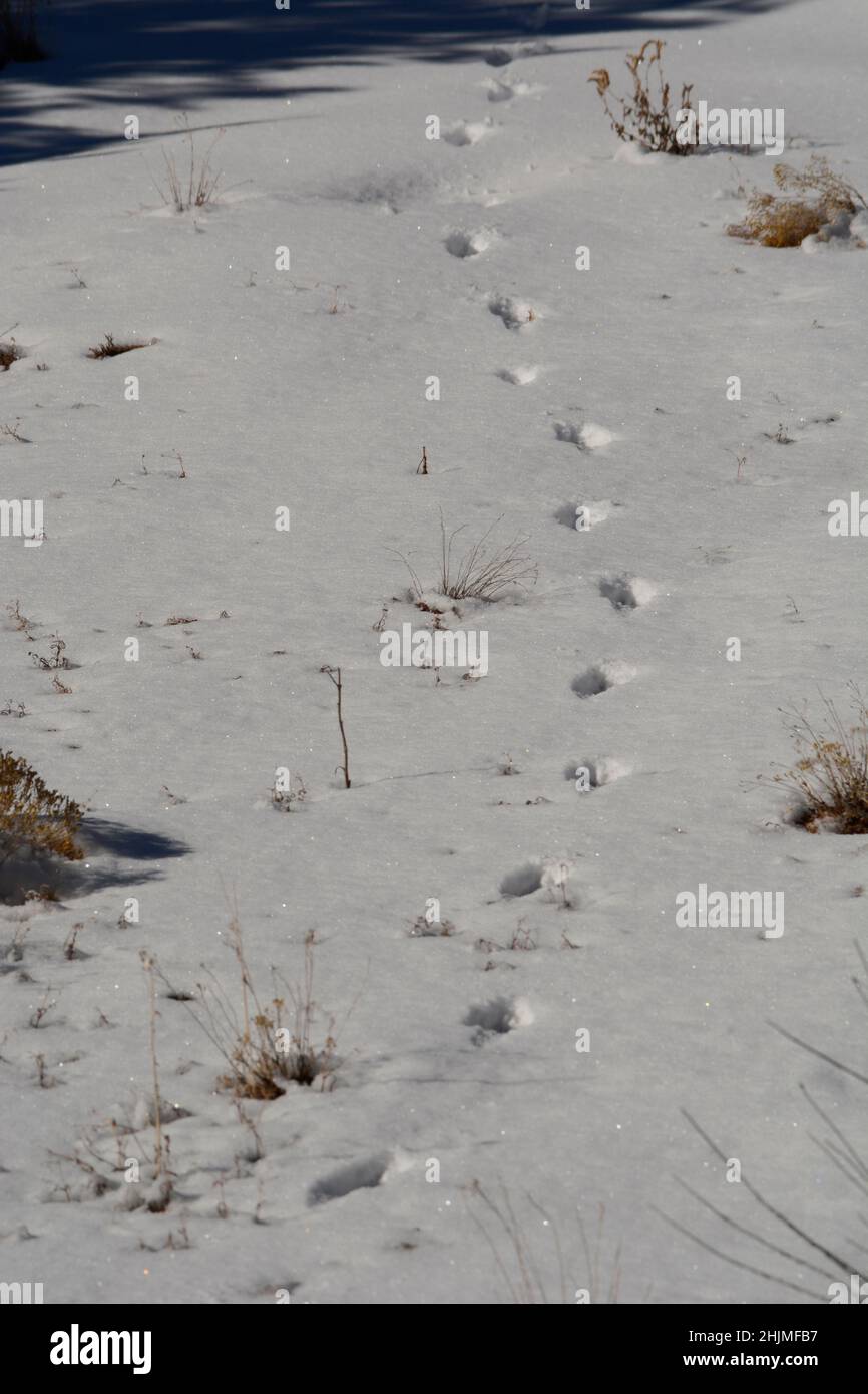 Coyote tracks in snow hi-res stock photography and images - Alamy