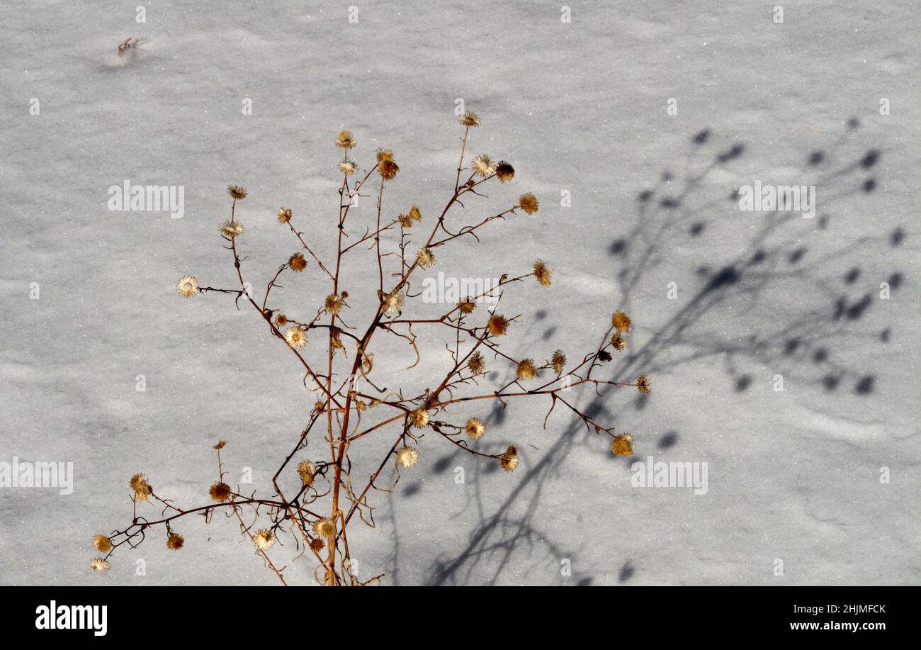 A dead weed casts a shadow on the snow iin Santa Fe, New Mexico Stock ...
