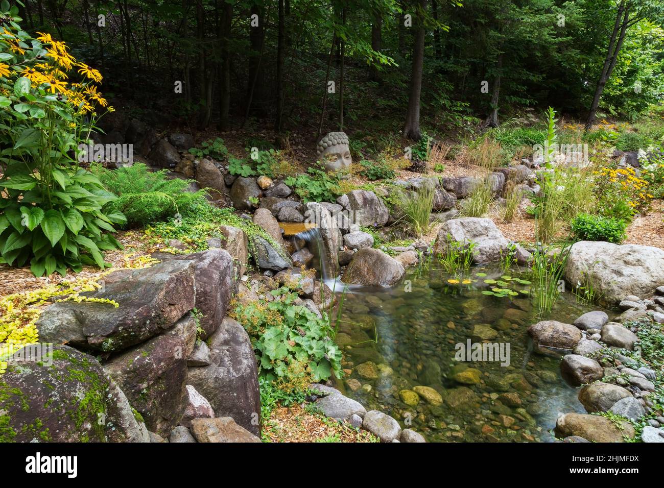 Pond with Acorus calamus ‘variegatus' - Variegated Sweet Flag ...