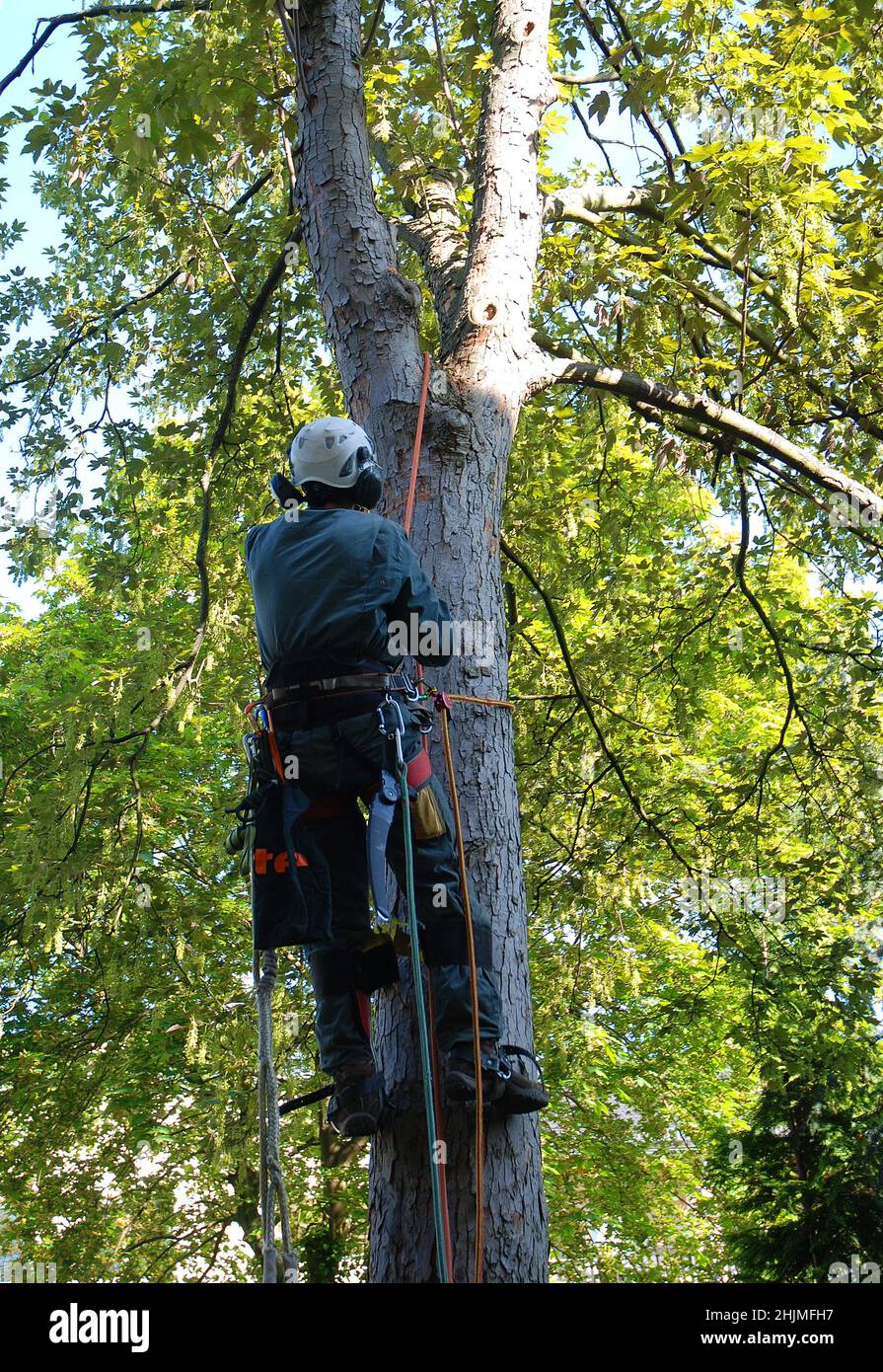 Climber timber forestry wood hi-res stock photography and images - Alamy