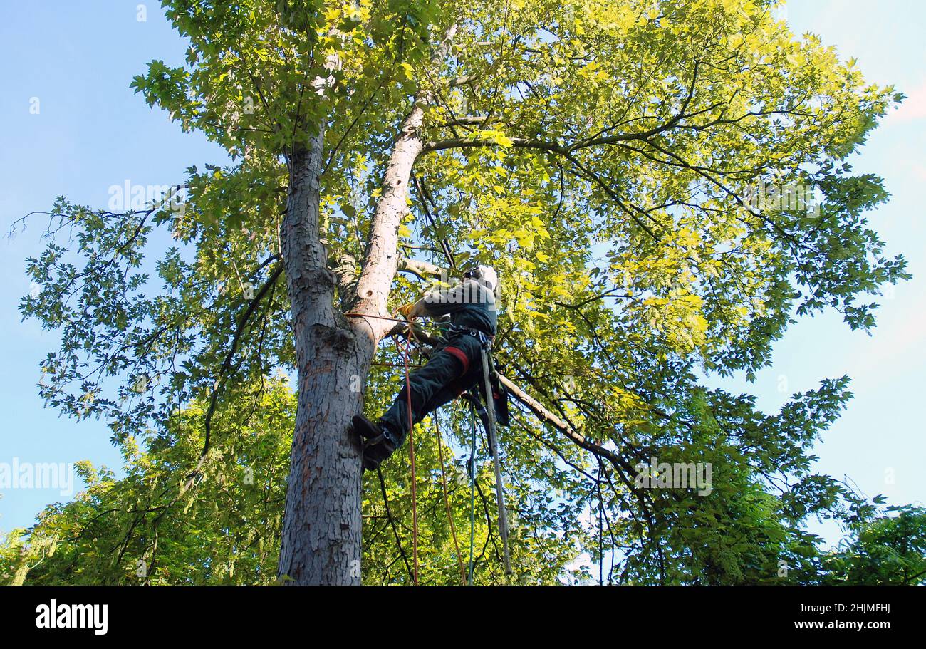 A tree climber is working on a tree secured with ropes Stock Photo - Alamy