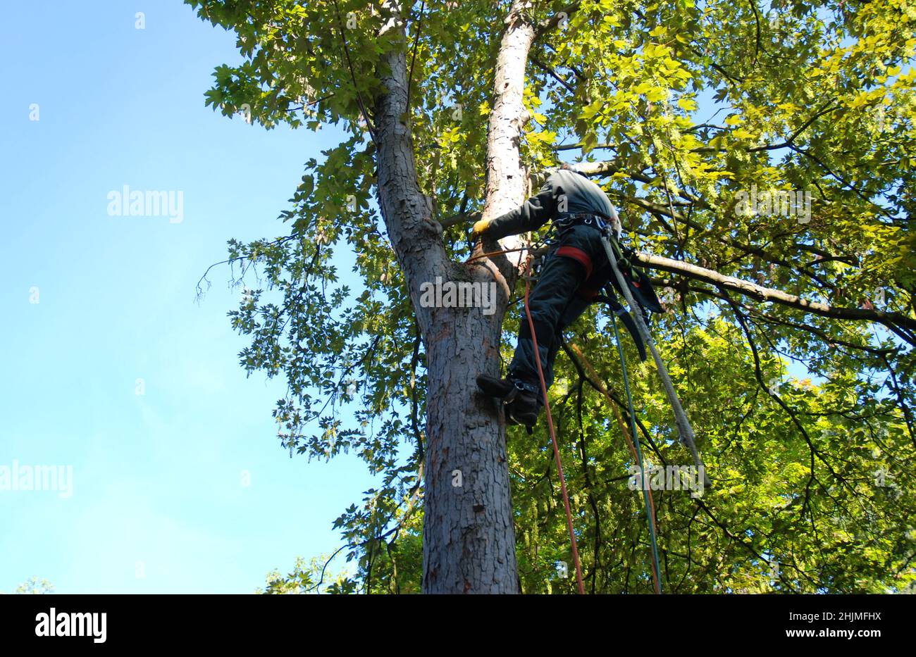 Climber timber forestry wood hi-res stock photography and images - Alamy