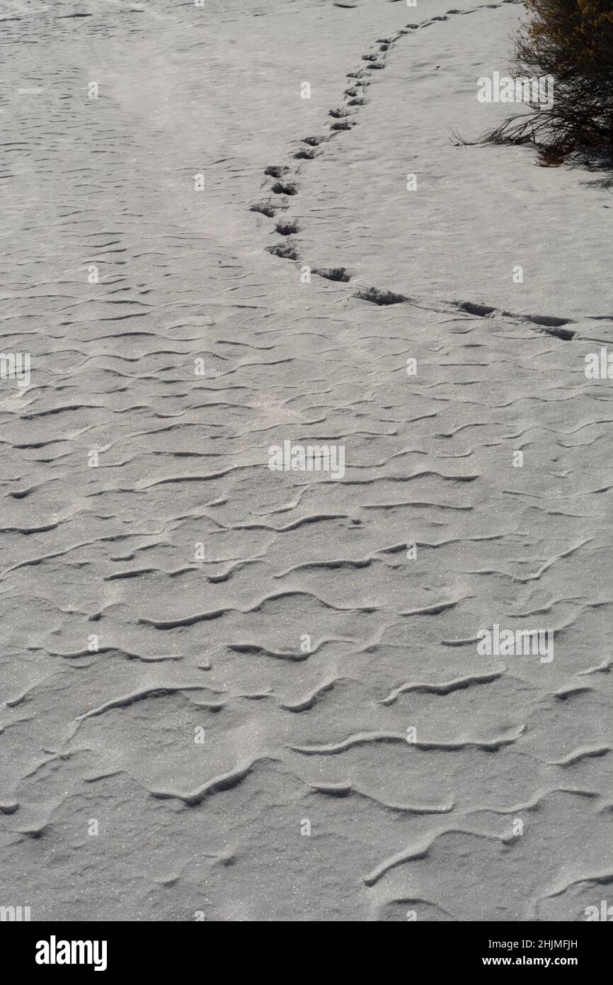 Textures in snow hi-res stock photography and images - Alamy