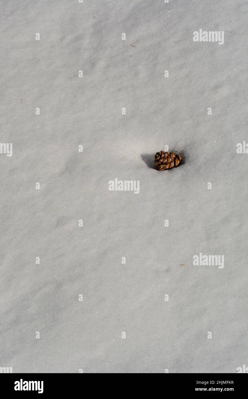 A pinecone from a pinon tree peeks through the snow in Santa Fe, New ...