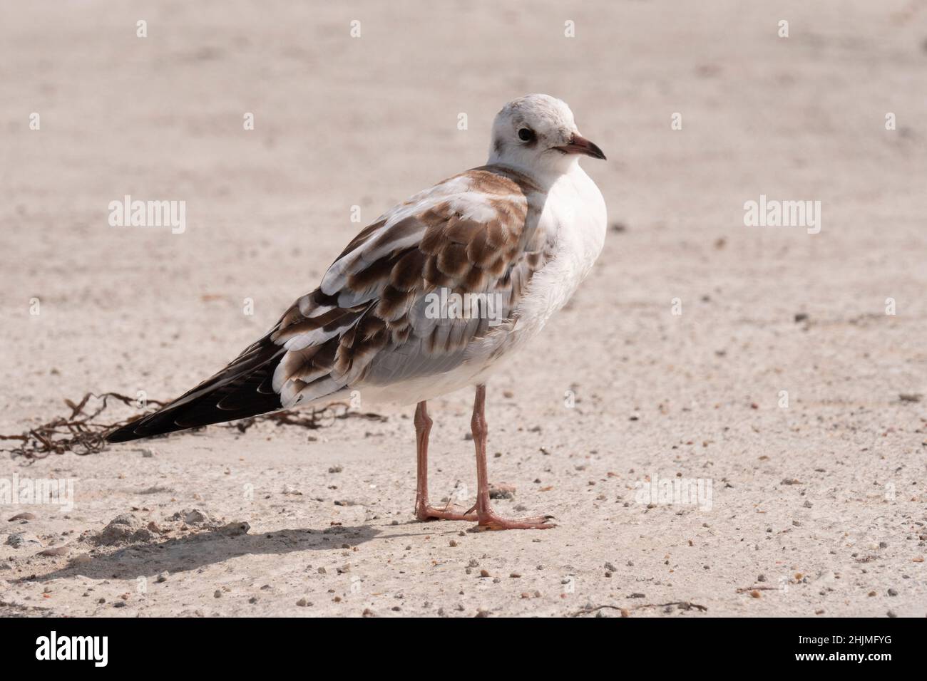 Small seagull feather hi-res stock photography and images - Alamy