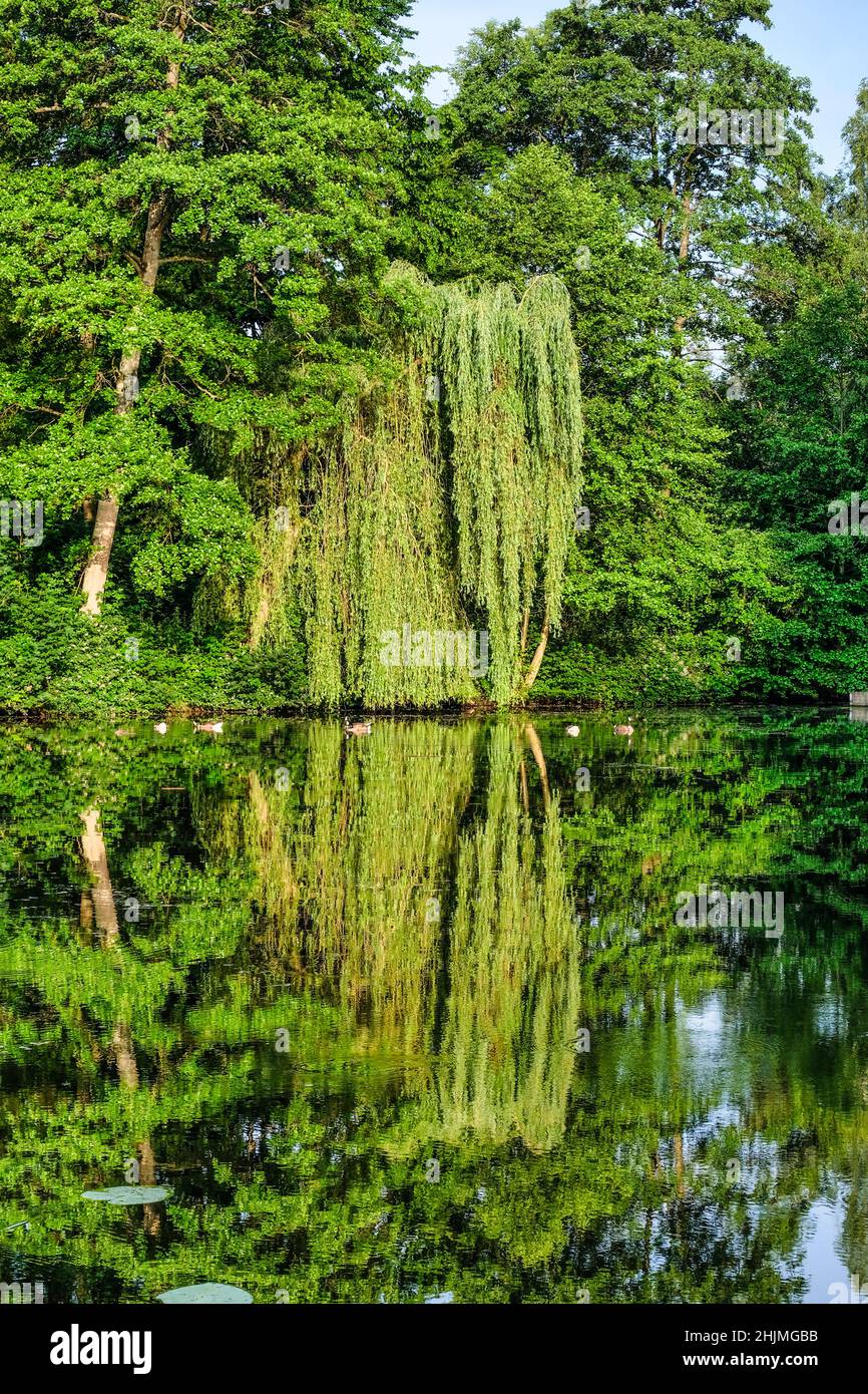 Weeping willow with reflection at a pond Stock Photo - Alamy