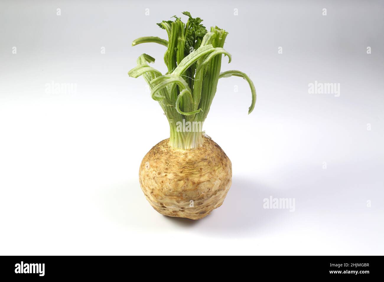 fresh organic celeriac celery root isolated on white background Stock ...